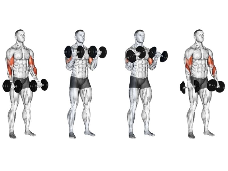 Hammer Curl là gì? Cách tập giúp phát triển tay trước tốt Nhất