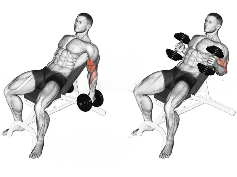 Hammer Curl là gì? Cách tập giúp phát triển tay trước tốt Nhất