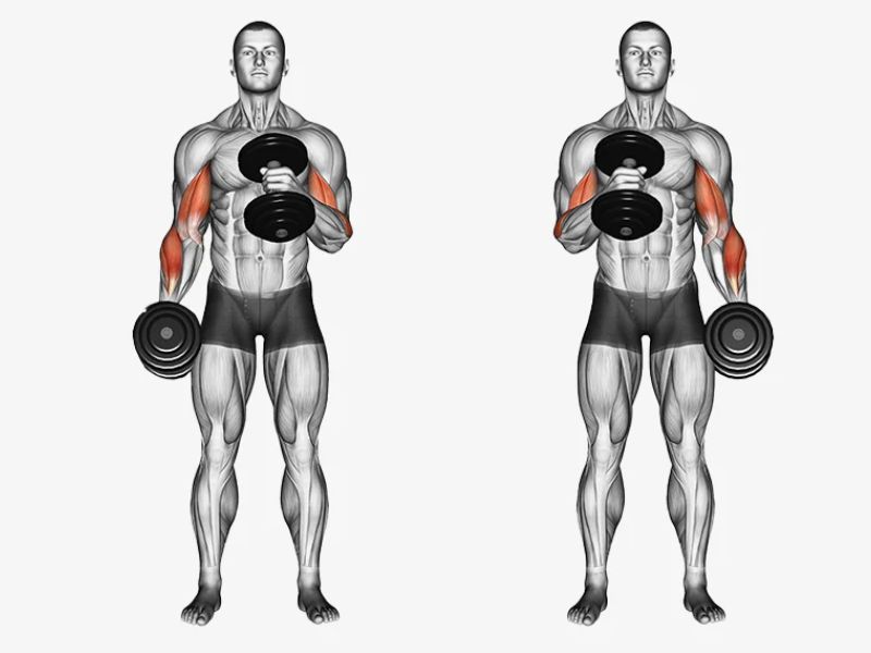 Hammer Curl là gì? Cách tập giúp phát triển tay trước tốt Nhất