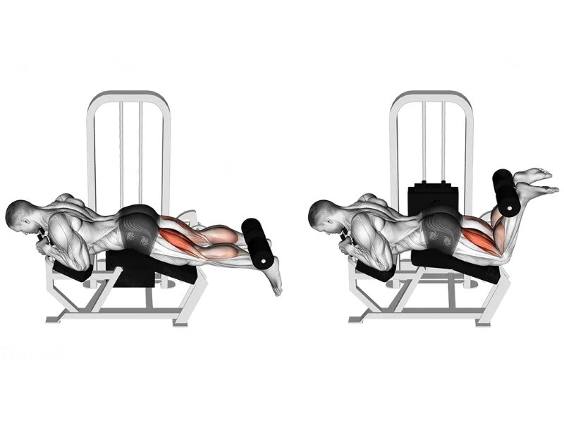 Leg Curl là gì? Các bài tập Leg Curl đúng cách, hiệu quả nhất