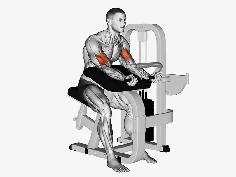 Preacher Curl là gì? Hướng dẫn tập đúng nhất dành cho Gymer