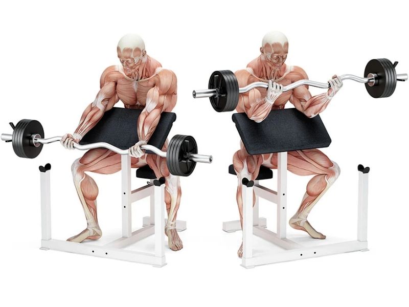 Preacher Curl là gì? Hướng dẫn tập đúng nhất dành cho Gymer