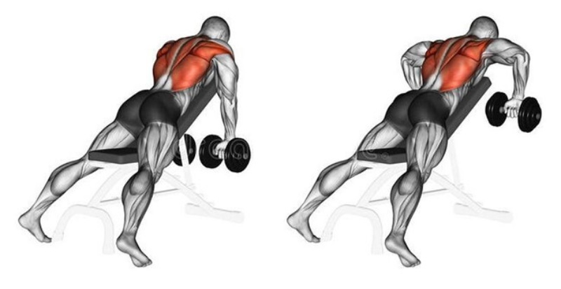 Seated Cable Row là gì? Cách tập phát triển lưng giữa tốt nhất?
