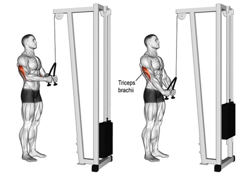 Triceps Pushdown là gì? Cách tập để giúp bắp tay sau to khỏe?