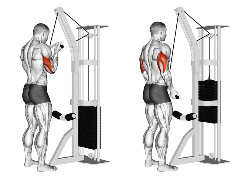 Triceps Pushdown là gì? Cách tập để giúp bắp tay sau to khỏe?